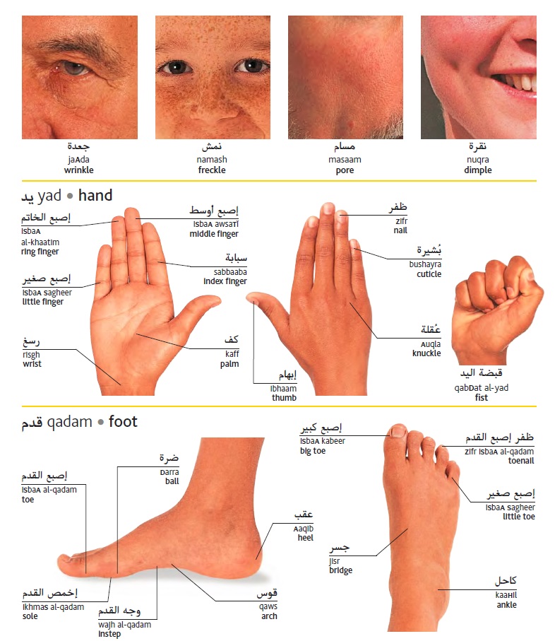 Arabic English bilingual visual dictionary pdf download | OPENMAKTABA